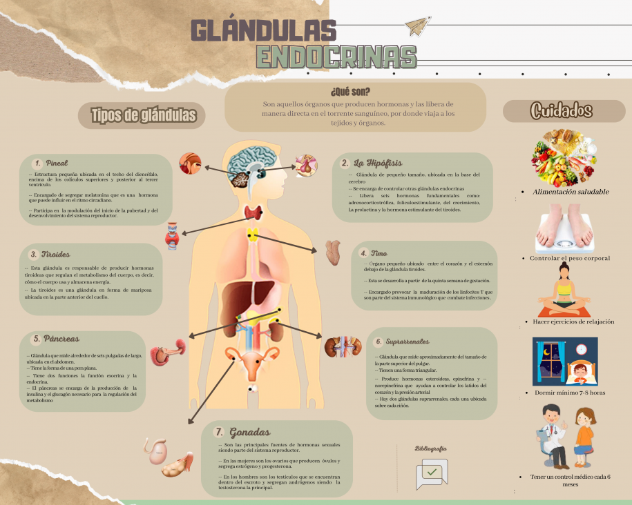 Infografía de Glándulas Endocrinas - WikiLev