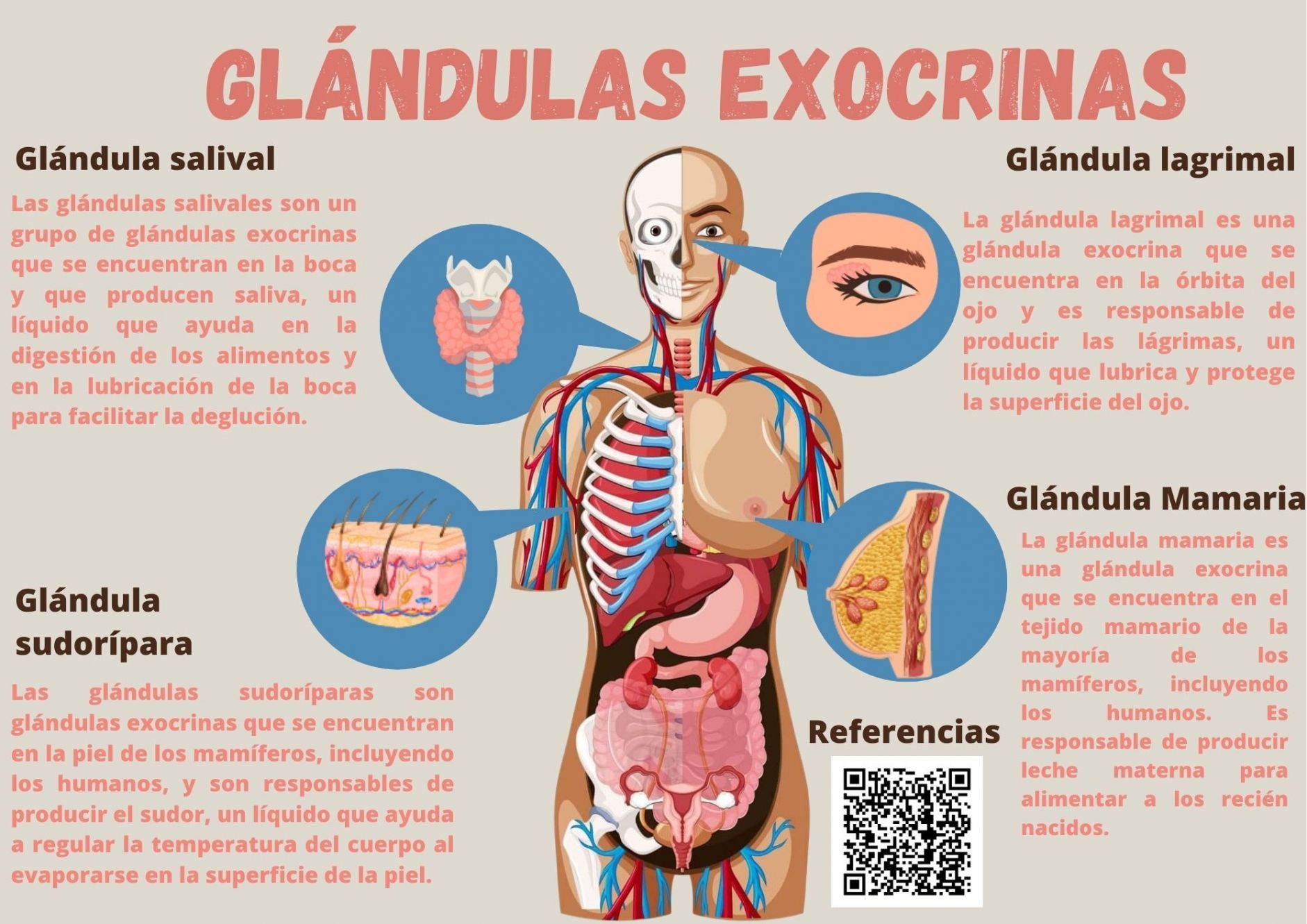 Infografía Glandulas Exocrinas - WikiLev